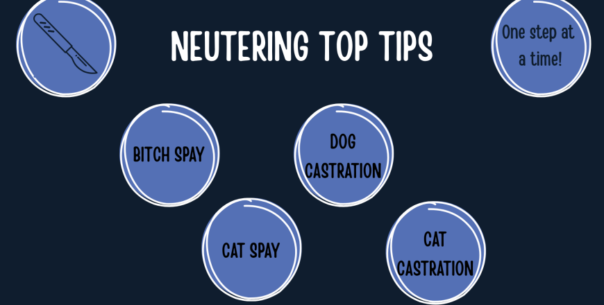 Neutering Top Tips Webinar - PeerVet